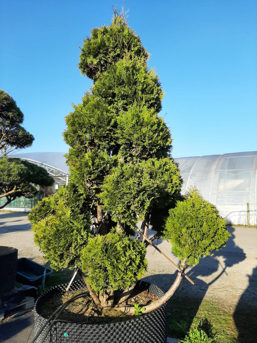 Baumschule Grimm | Aktuell